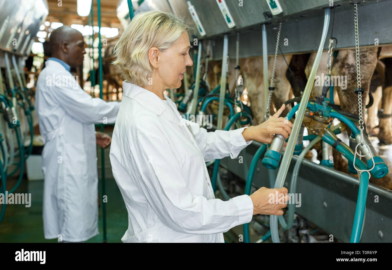 Female farmer milking barn hi-res stock photography and images - Alamy