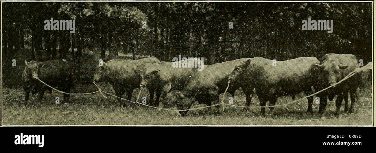 Dr David Roberts' practical home Stock Photo - Alamy