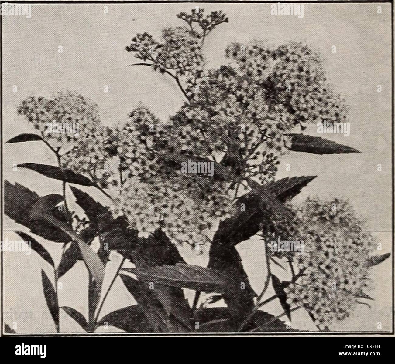 Japanese sumac hi-res stock photography and images - Alamy
