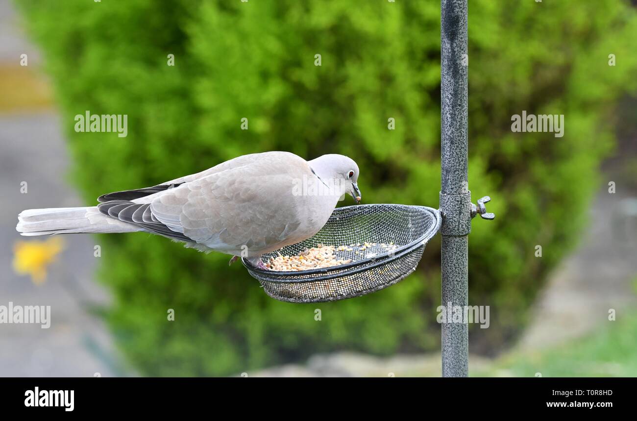 Dove feeding hi-res stock photography and images - Alamy