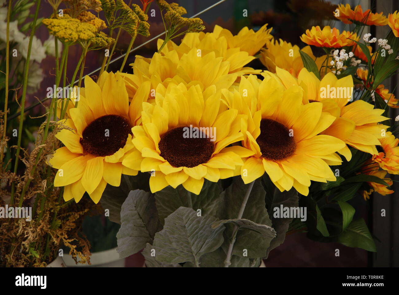 Arrangement of black and yellow sunflowers hi-res stock photography and ...