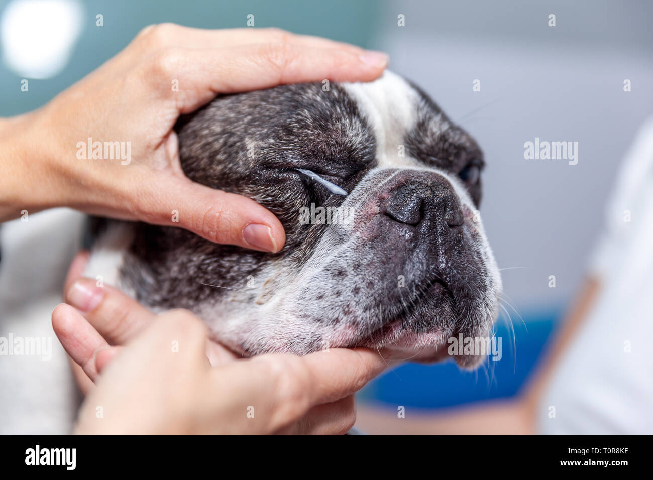Laser therapy dog hi-res stock photography and images - Alamy