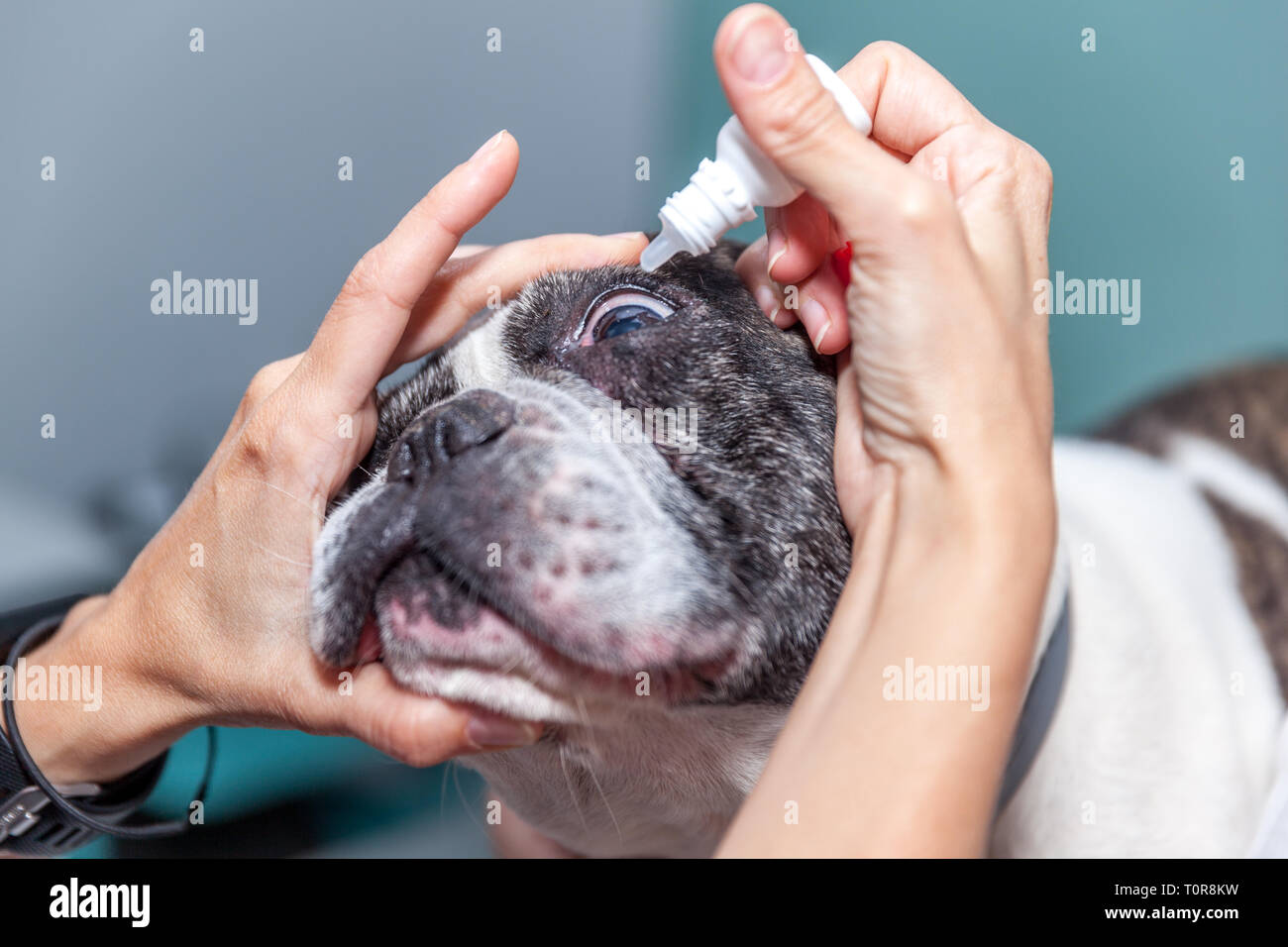 Laser therapy dog hi-res stock photography and images - Alamy