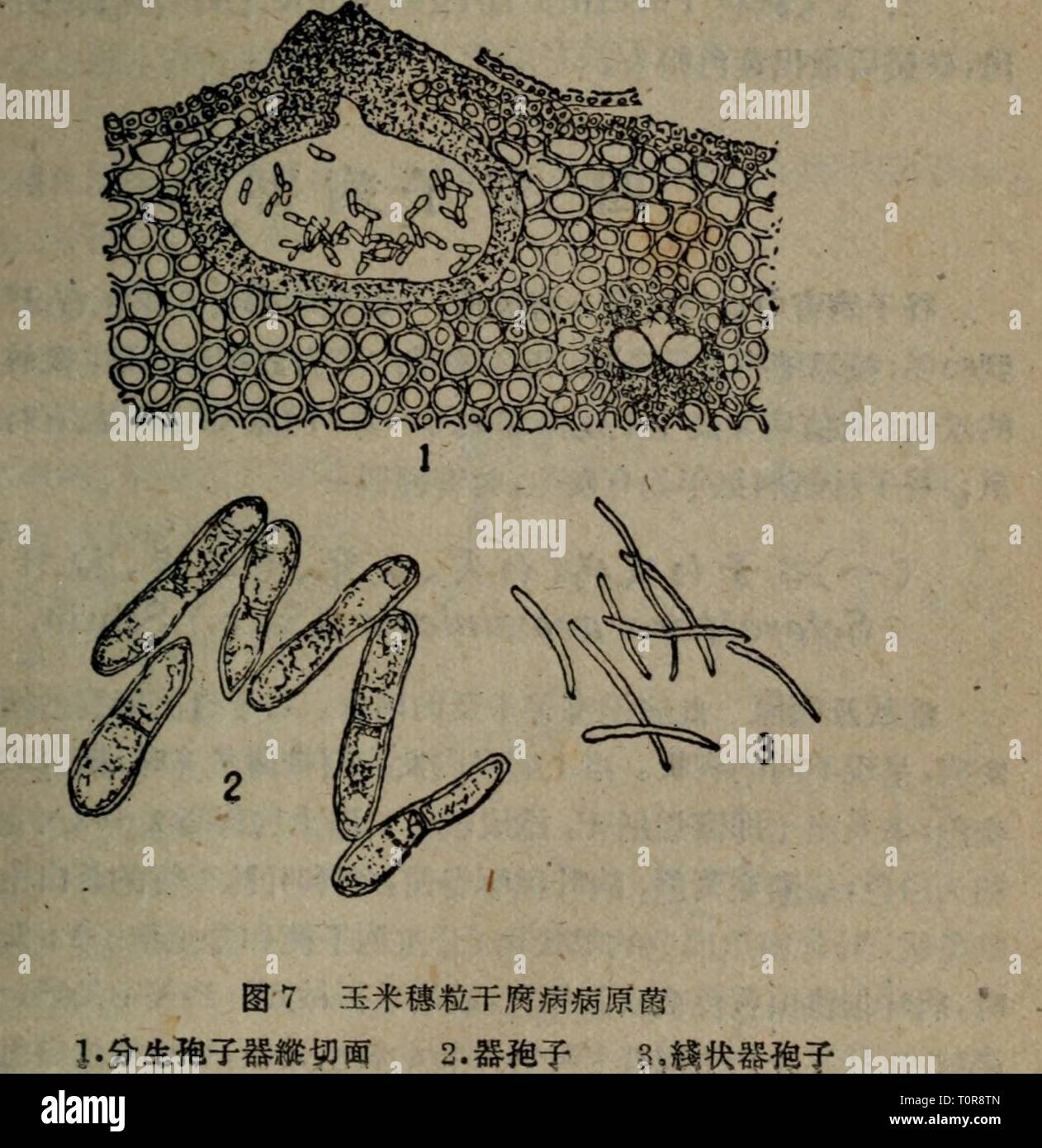 dong bei nong zuo wu dong bei nong zuo wu bing chong hai fang zhi gong ...