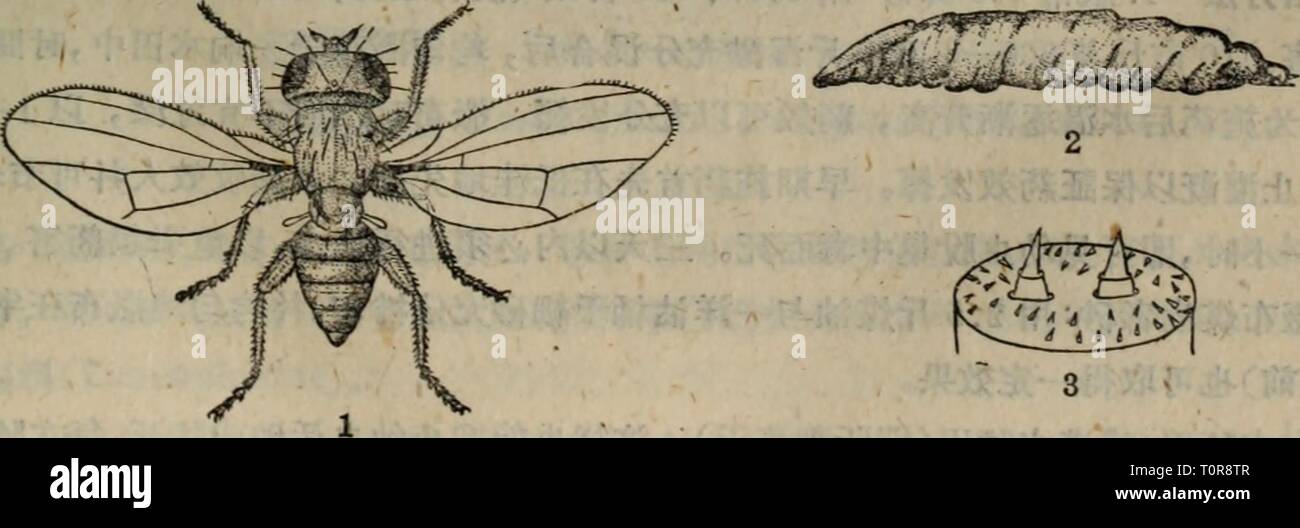 dong bei nong zuo wu dong bei nong zuo wu hai chong tu shuo ...