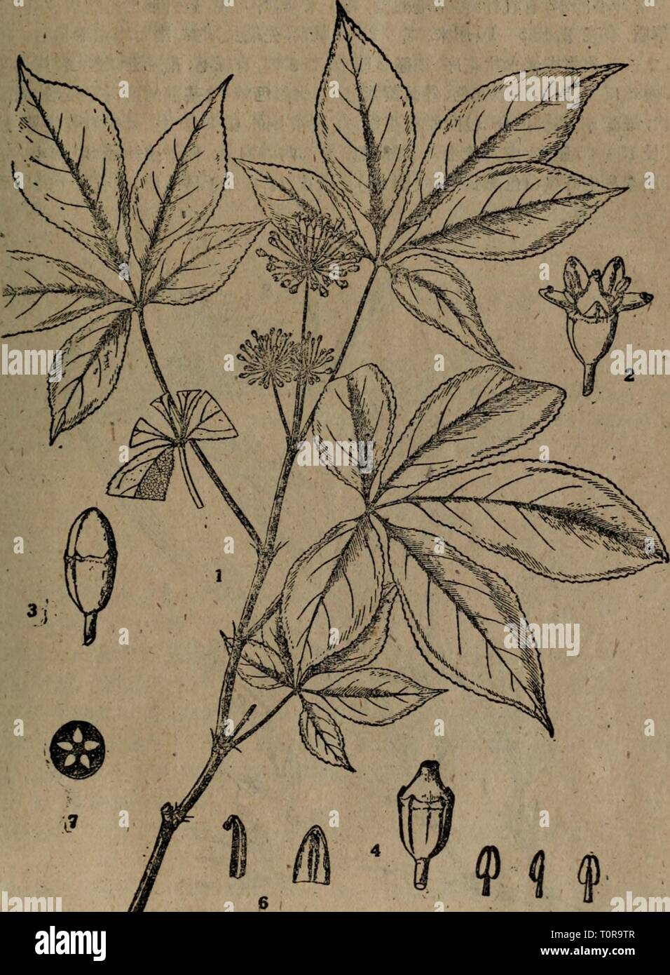 dong bei zhi wu yao Stock Photo - Alamy