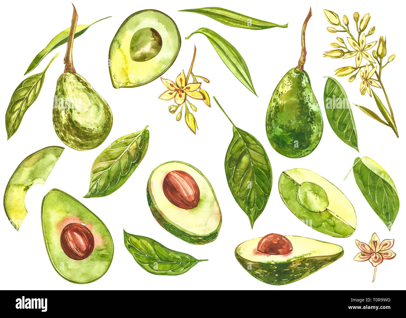 Avocado watercolor hand draw illustration isolated on white background ...