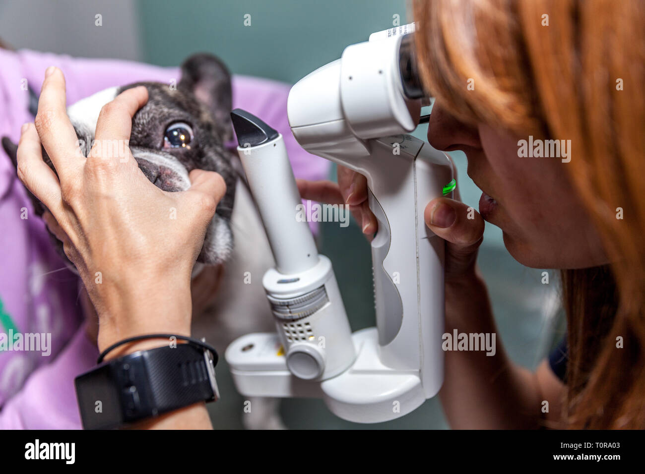 veterinarian ophthalmologist doing a checkup eye exam to a dog Stock ...