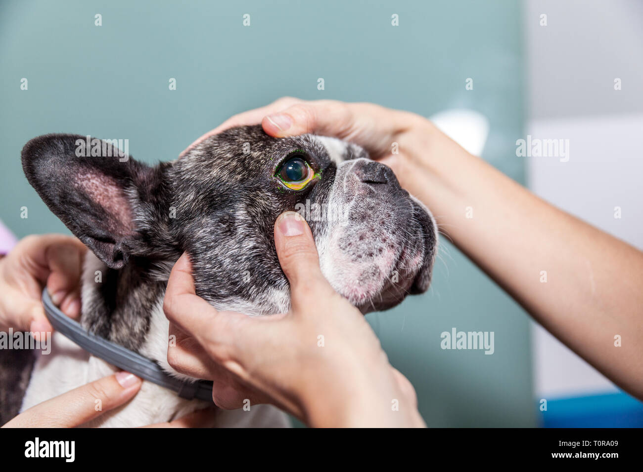 veterinarian ophthalmologist doing a checkup eye exam to a dog Stock ...