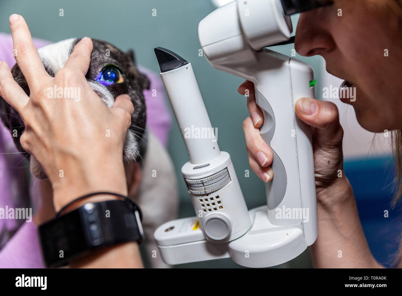 Veterinary ophthalmology hi-res stock photography and images - Alamy