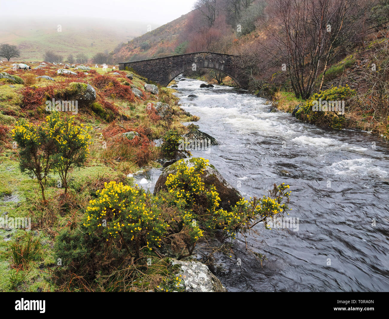 Stone arch footbridge over the West Okement River, Dartmoor National ...