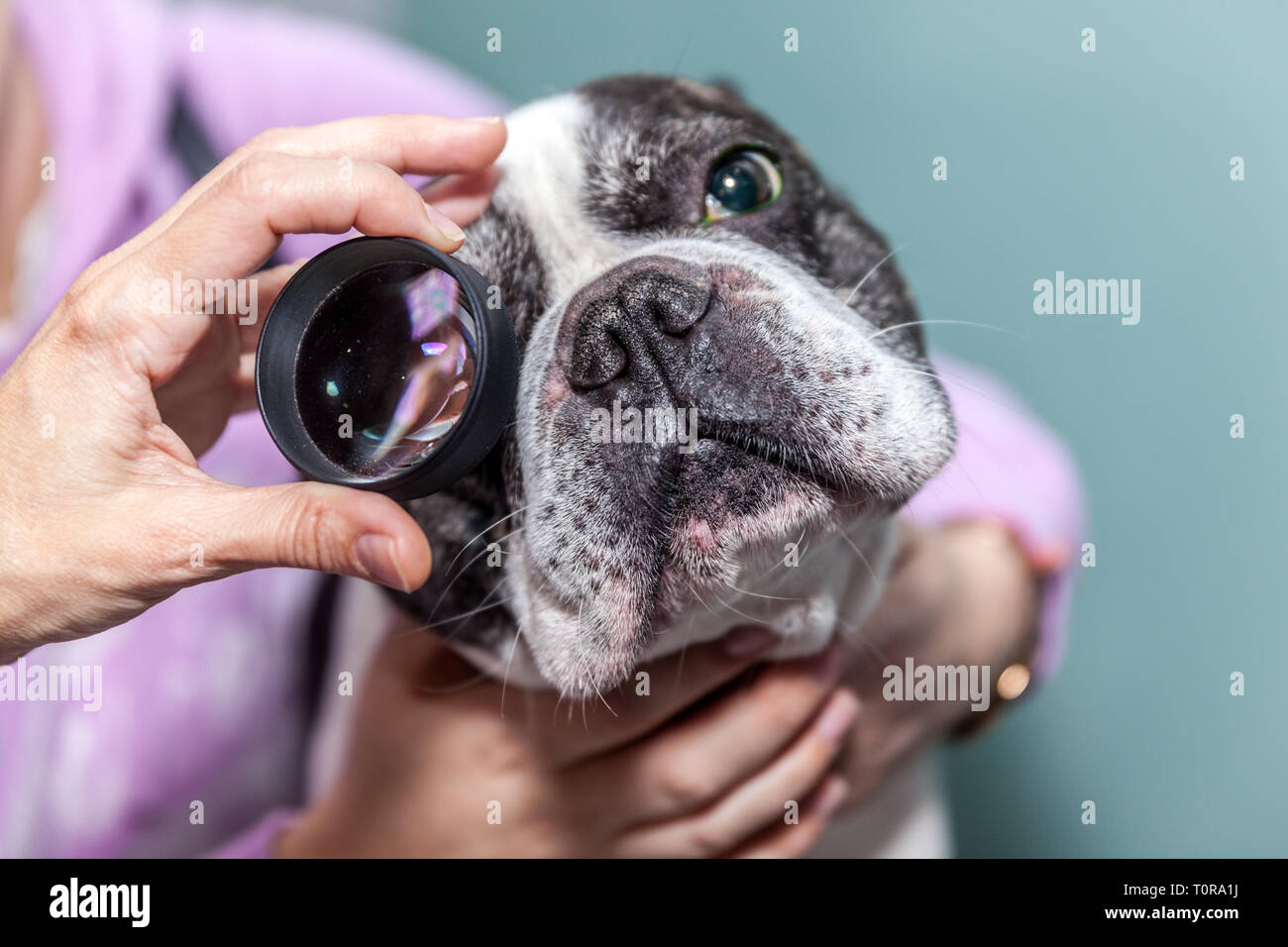 veterinarian ophthalmologist doing a checkup eye exam to a dog Stock ...