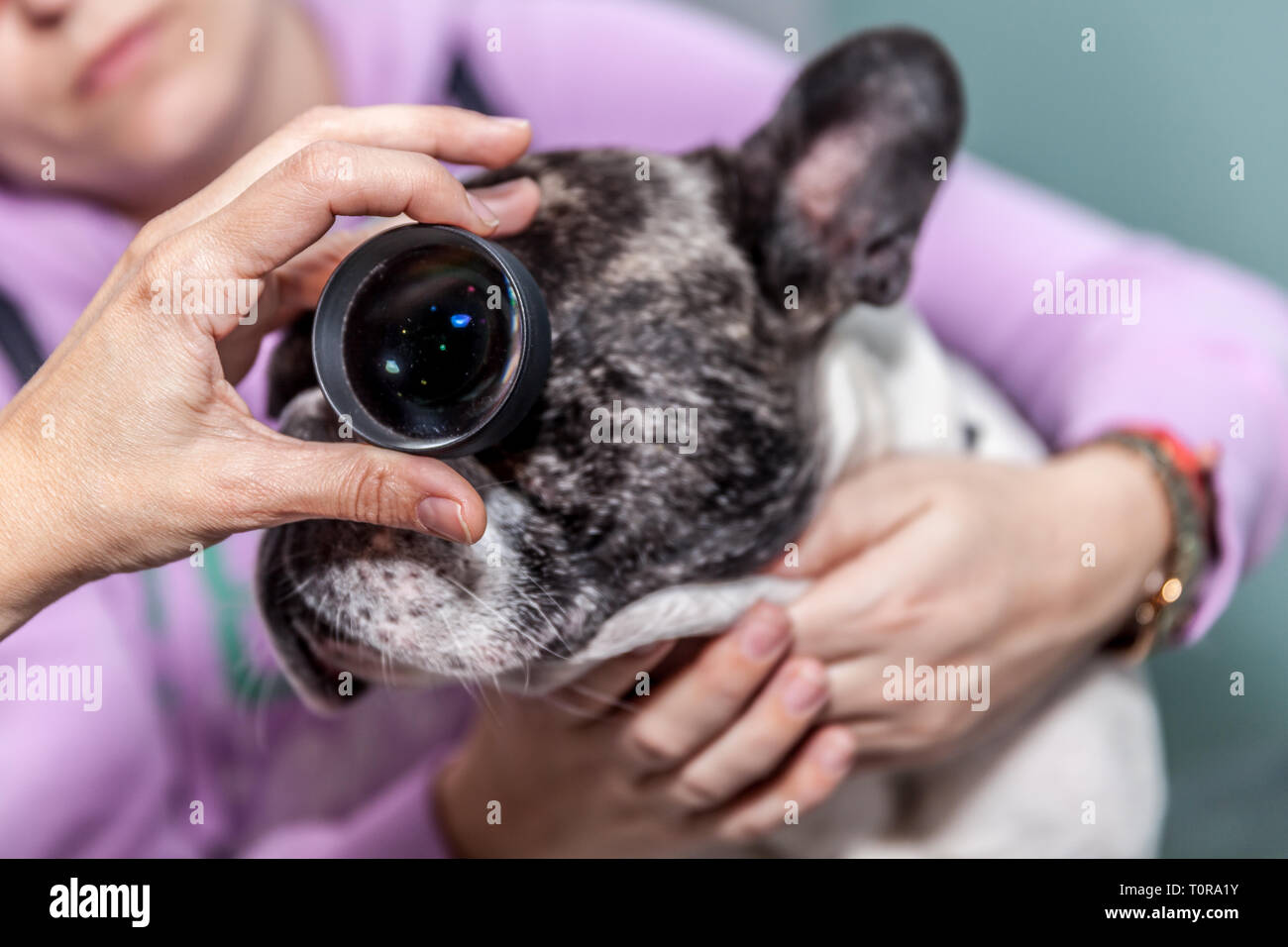 veterinarian ophthalmologist doing a checkup eye exam to a dog Stock ...