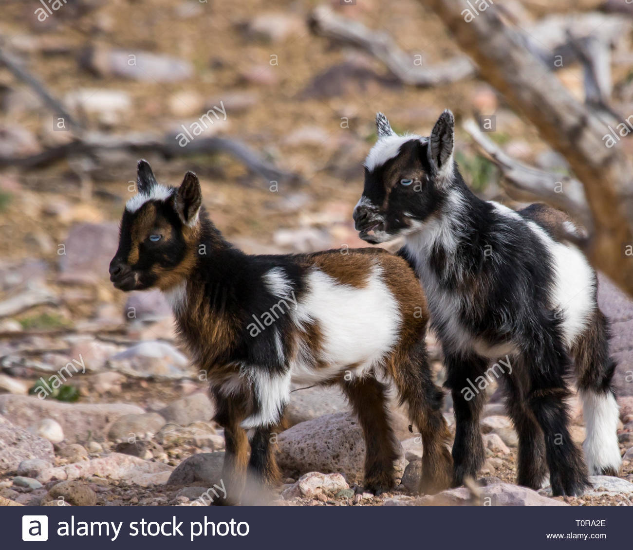 Nigerian Dwarf Goats Stock Photos & Nigerian Dwarf Goats Stock Images ...