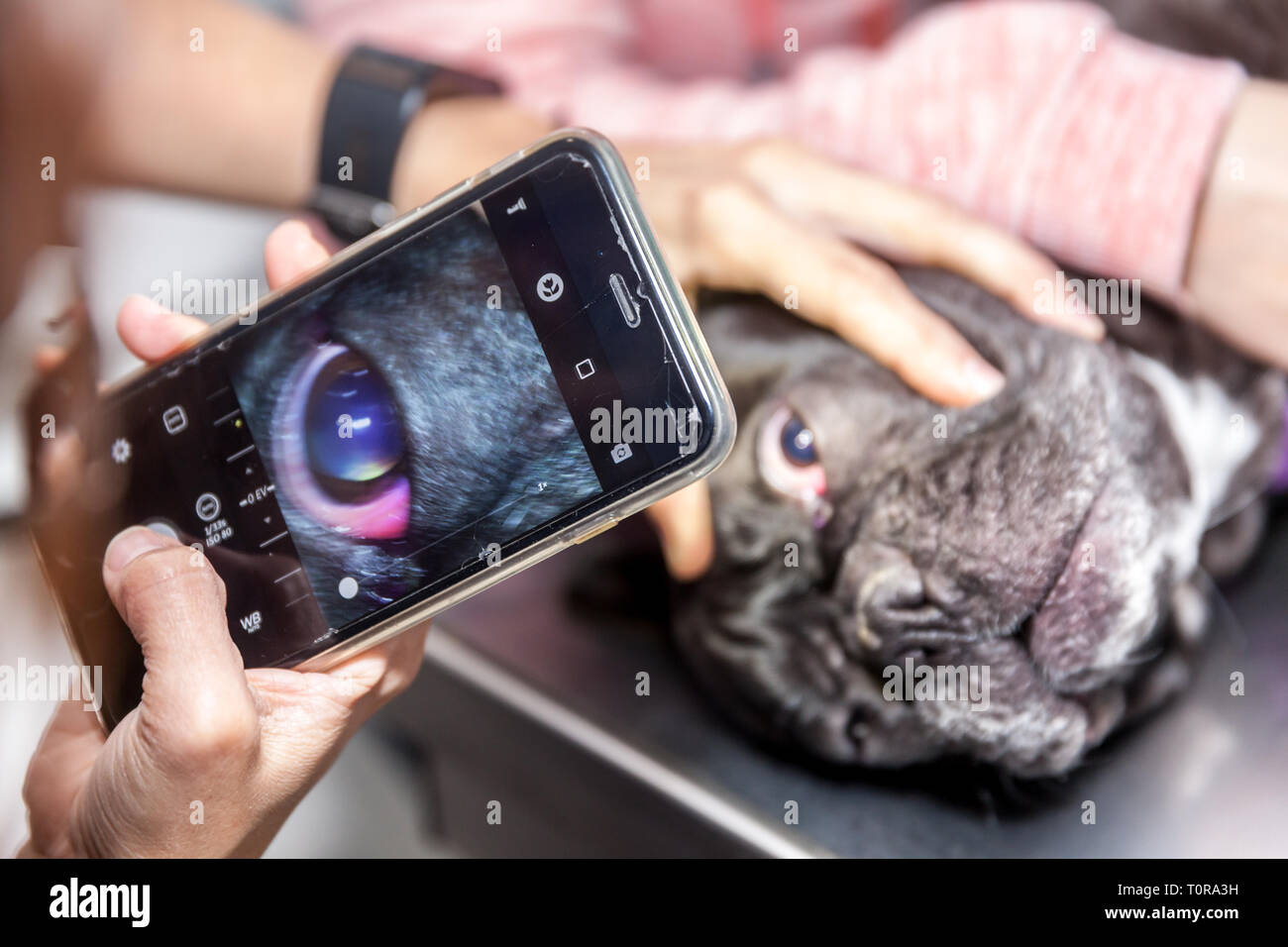 veterinarian ophthalmologist doing a checkup eye exam to a dog Stock ...