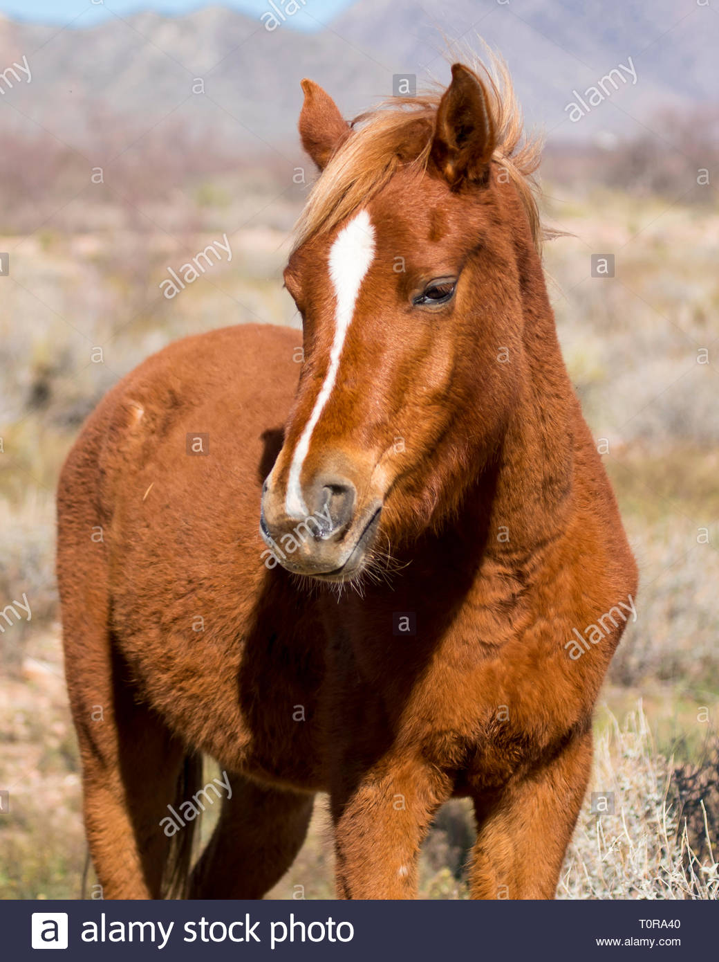 Chestnut Horse With White Blaze Stock Photos & Chestnut Horse With ...