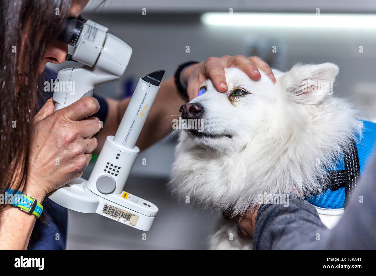 veterinarian ophthalmologist doing a checkup eye exam to a dog Stock ...