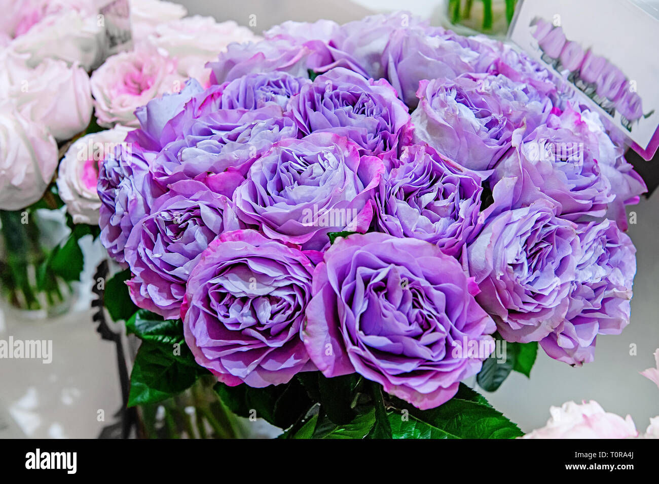 Exotic roses from lilac elite modern varieties in the bouquet as a gift ...