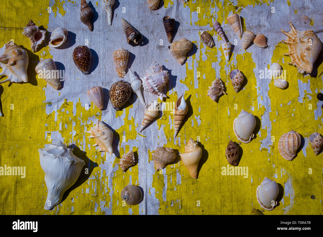 Colorful seashells as background, sea shells collection Stock Photo - Alamy