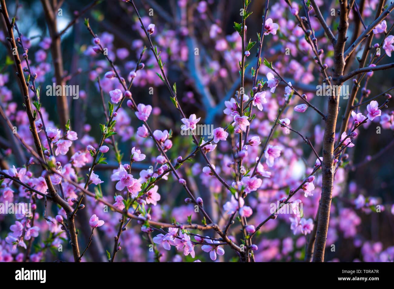 Cheery blossom hi-res stock photography and images - Alamy