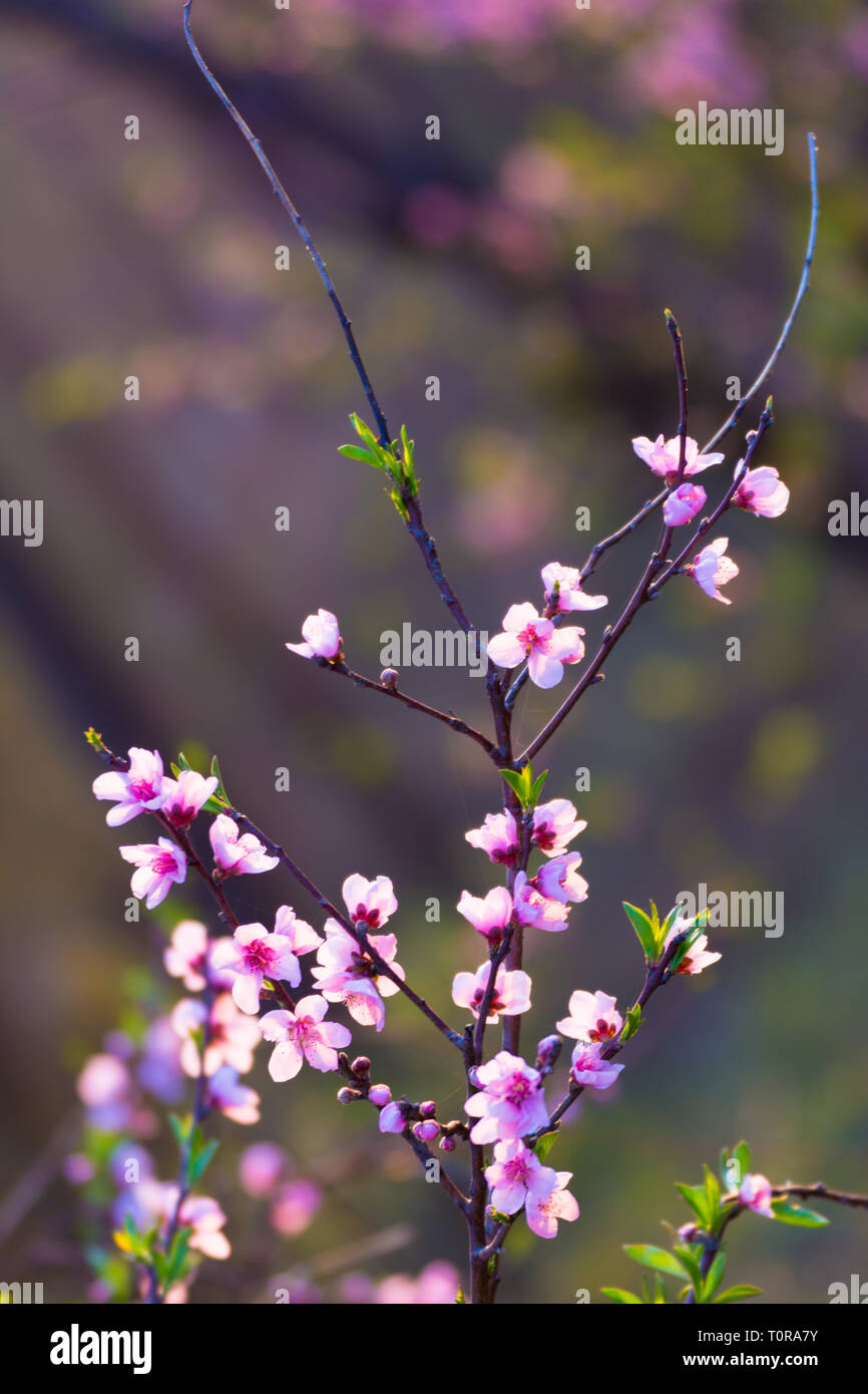 Cheery branch hi-res stock photography and images - Alamy
