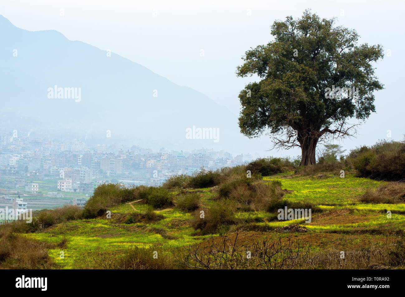 Mustard tree hi-res stock photography and images - Alamy
