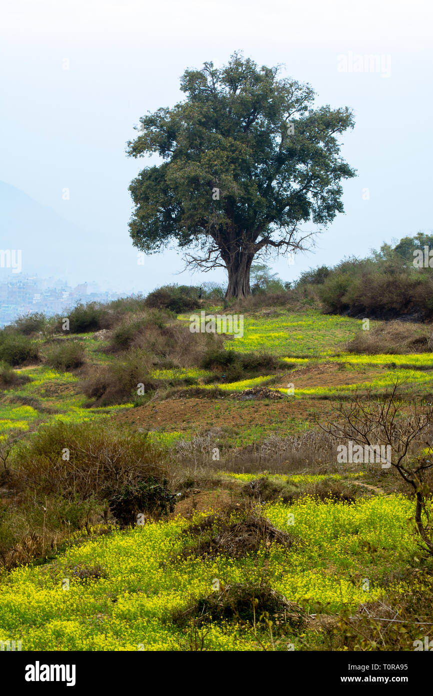 Mustard tree hi-res stock photography and images - Alamy