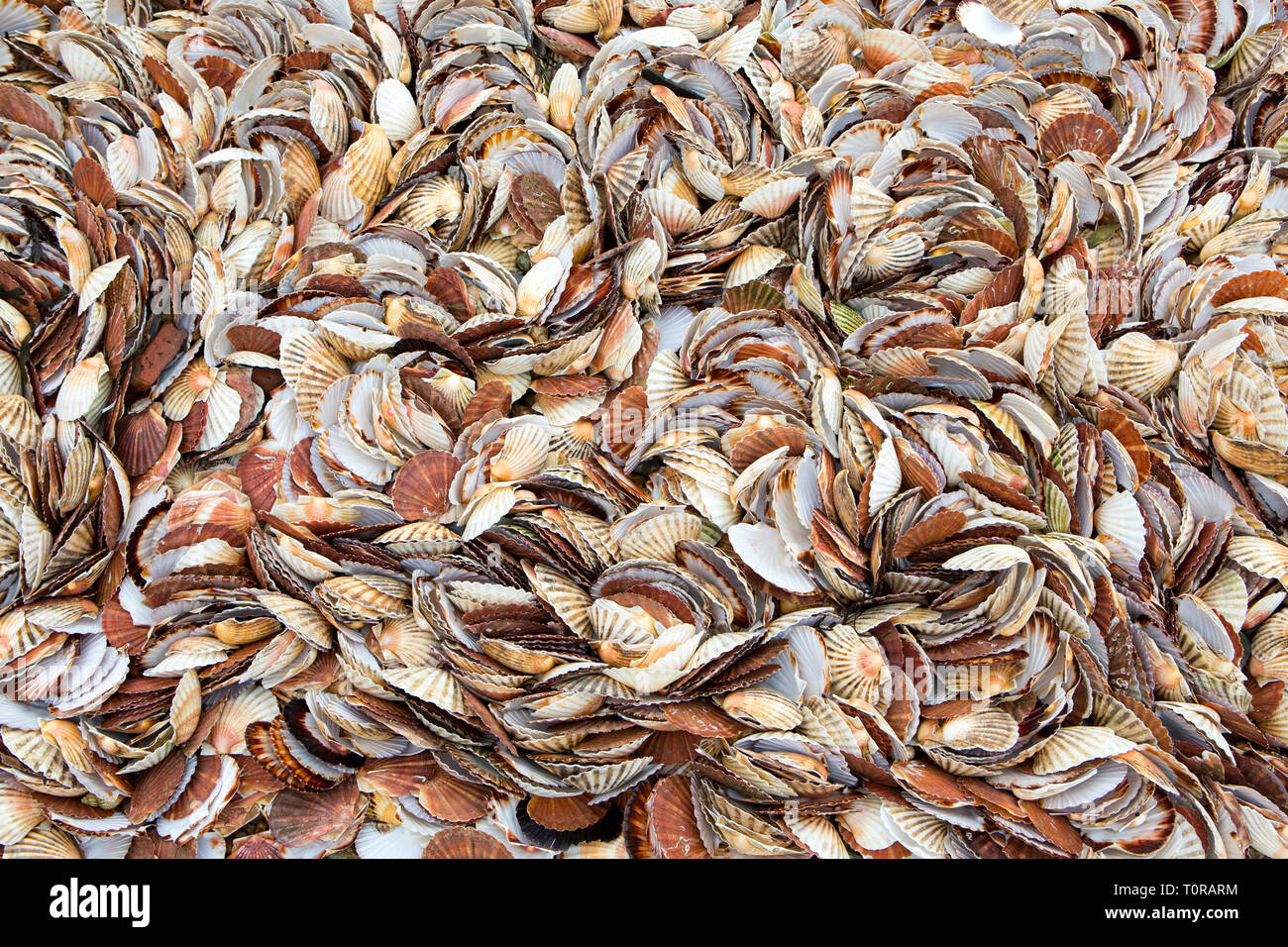 Scallop of the sea hi-res stock photography and images - Alamy