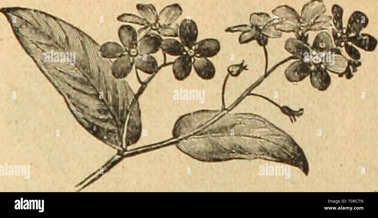 Red campion drawing hi-res stock photography and images - Alamy