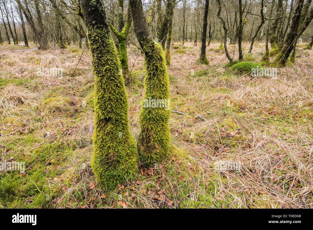 Moss at Tarn Moss Stock Photo - Alamy