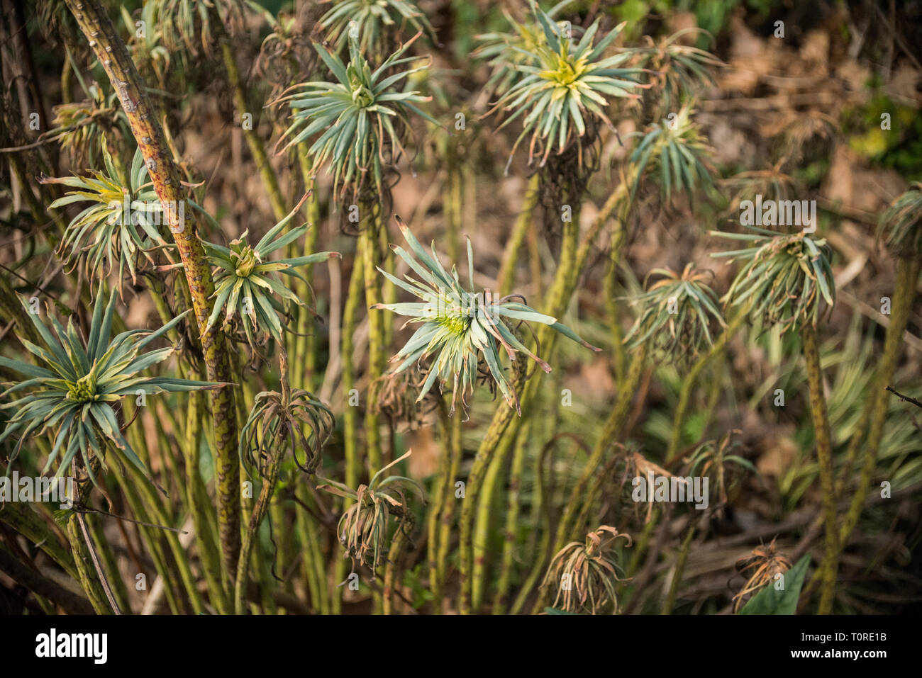 Angiosperm life cycle hi-res stock photography and images - Alamy