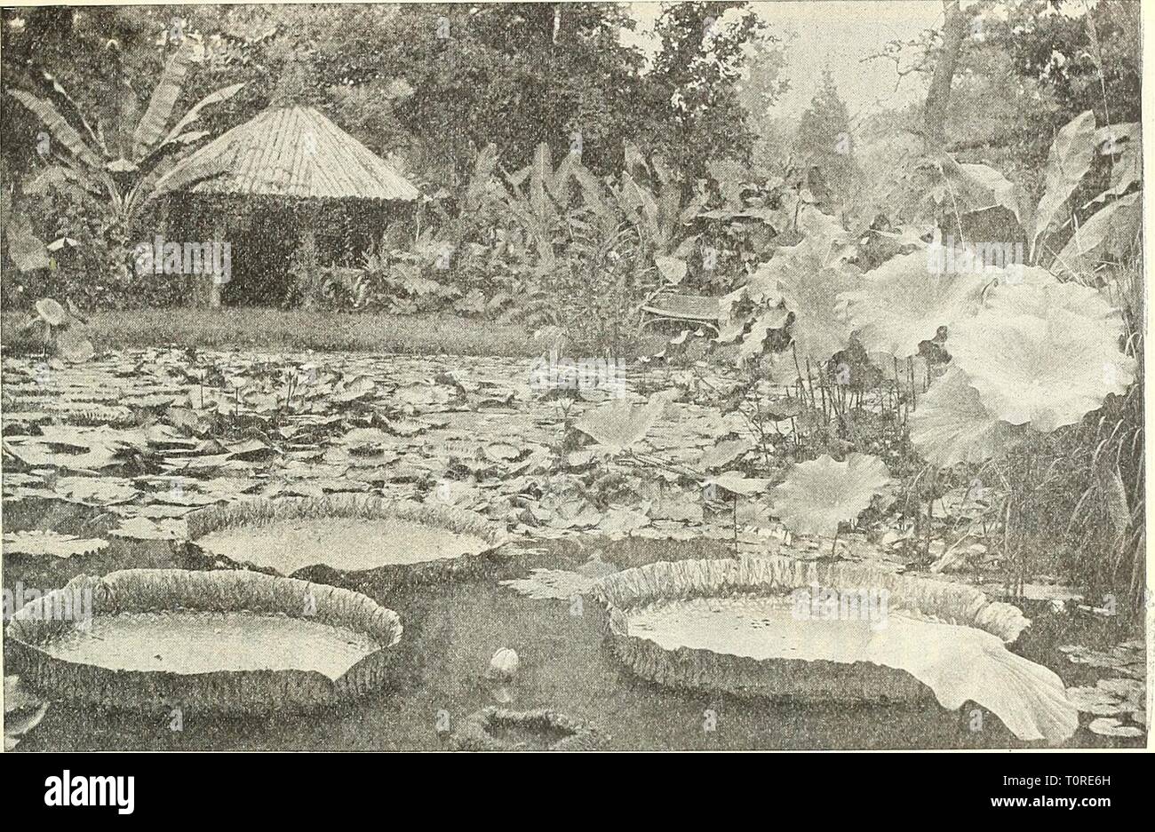 Section water lily hi-res stock photography and images - Alamy
