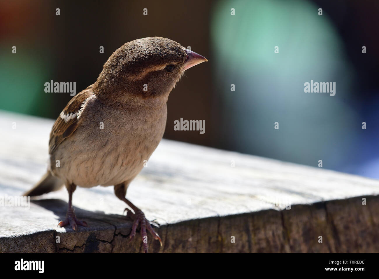 Perching table hi-res stock photography and images - Alamy