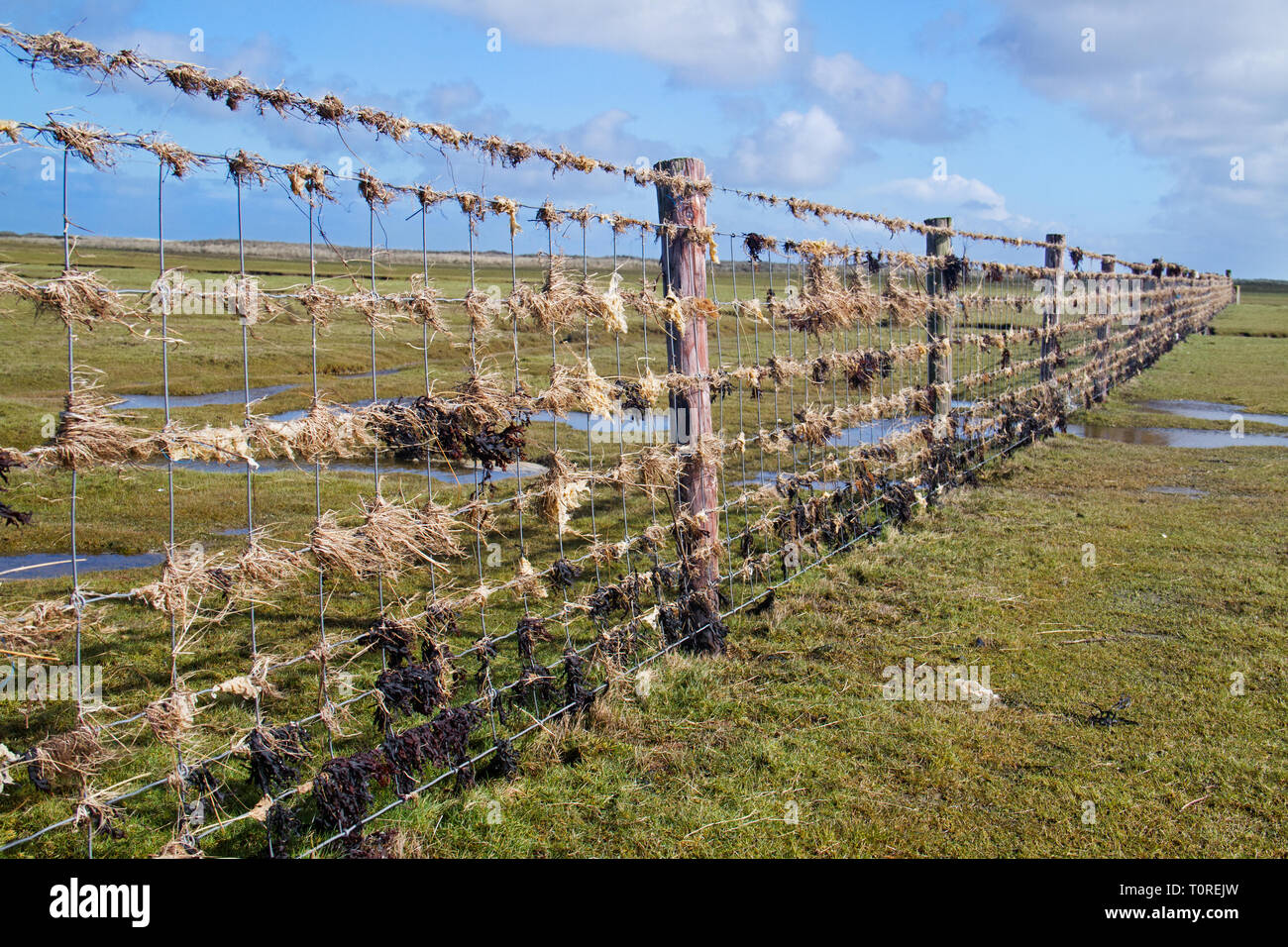 Fence on a salt marsh after flood; grass and seaweed clinging on the ...