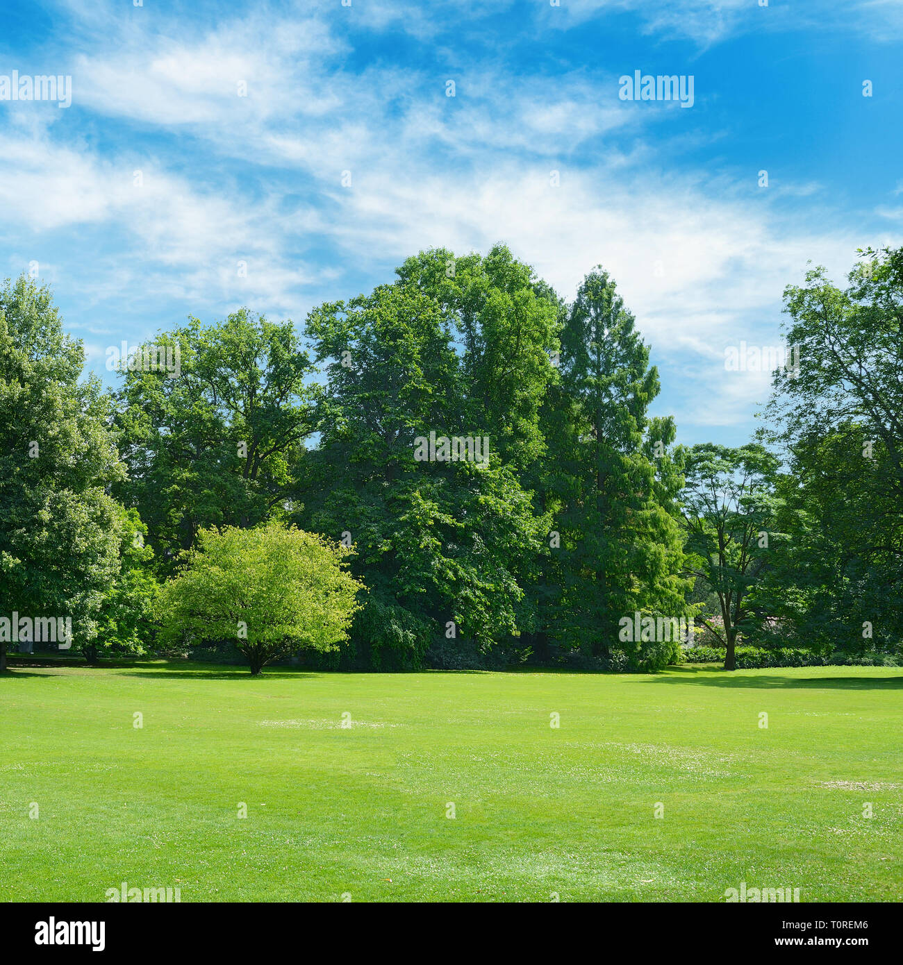 Field green grass summer sun forest hi-res stock photography and images ...