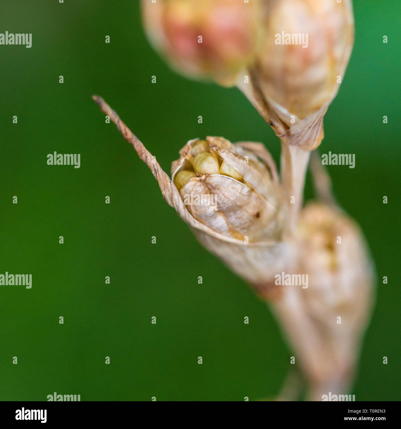 Lily seed hi-res stock photography and images - Alamy