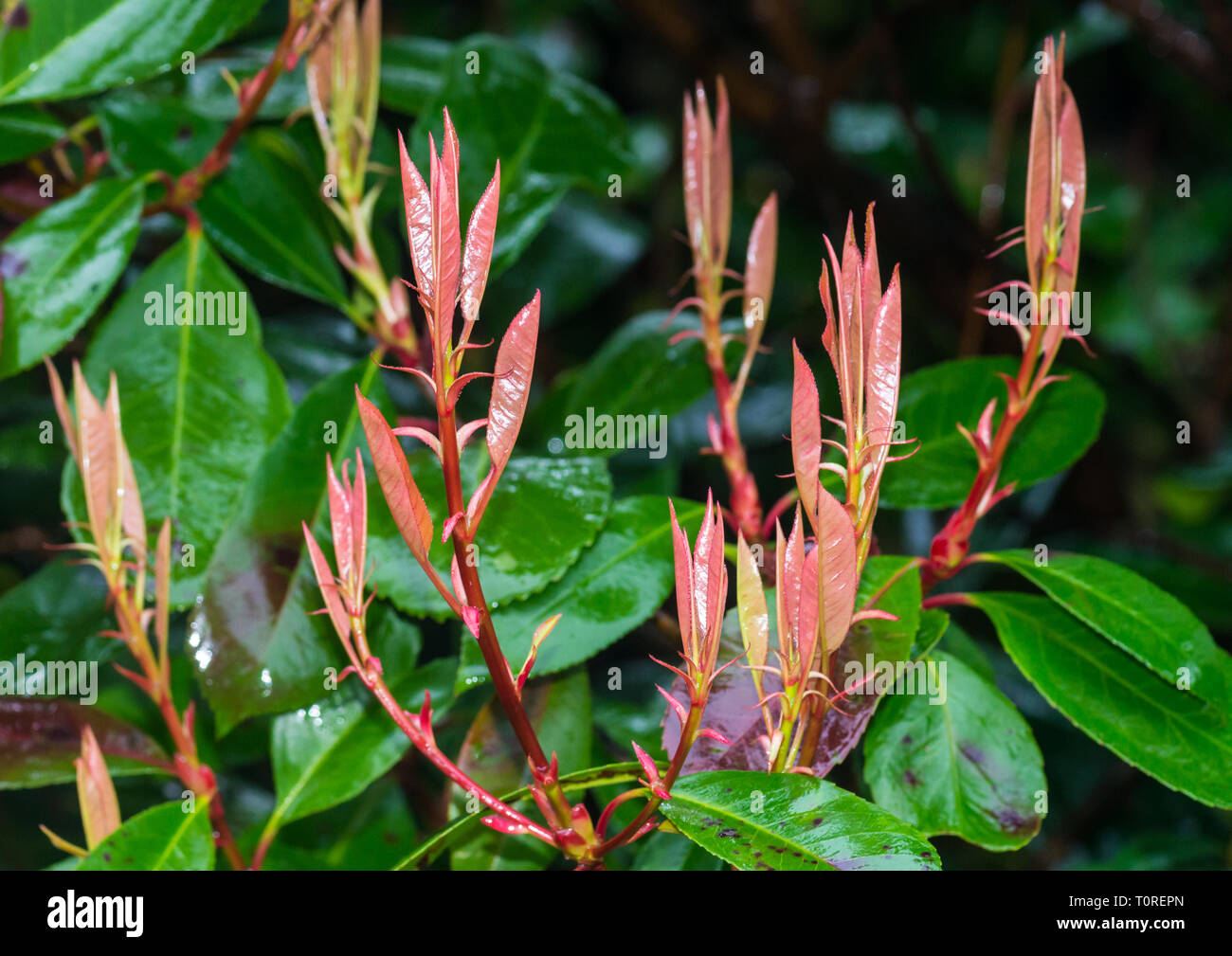Red Robin Bush High Resolution Stock Photography and Images - Alamy