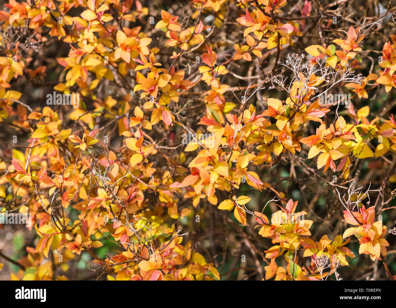 Shot leaves magic carpet hi-res stock photography and images - Alamy