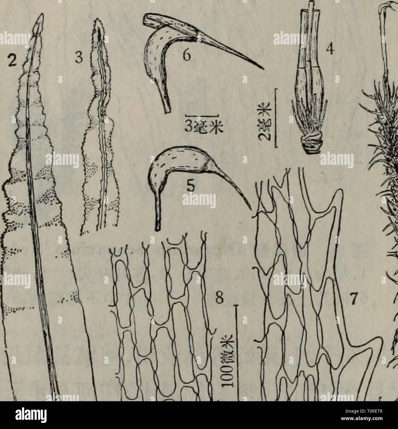 dong bei xian lei zhi Stock Photo - Alamy