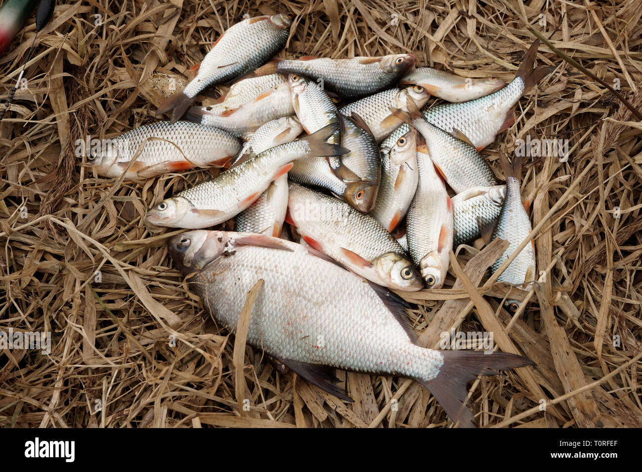 Good catch hi-res stock photography and images - Alamy