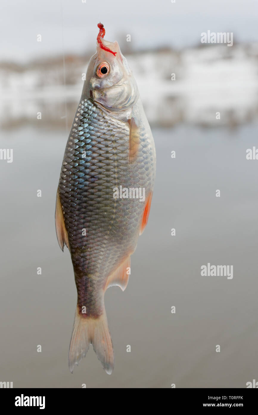 Roach on hook, winter landscape, float fishing Stock Photo - Alamy