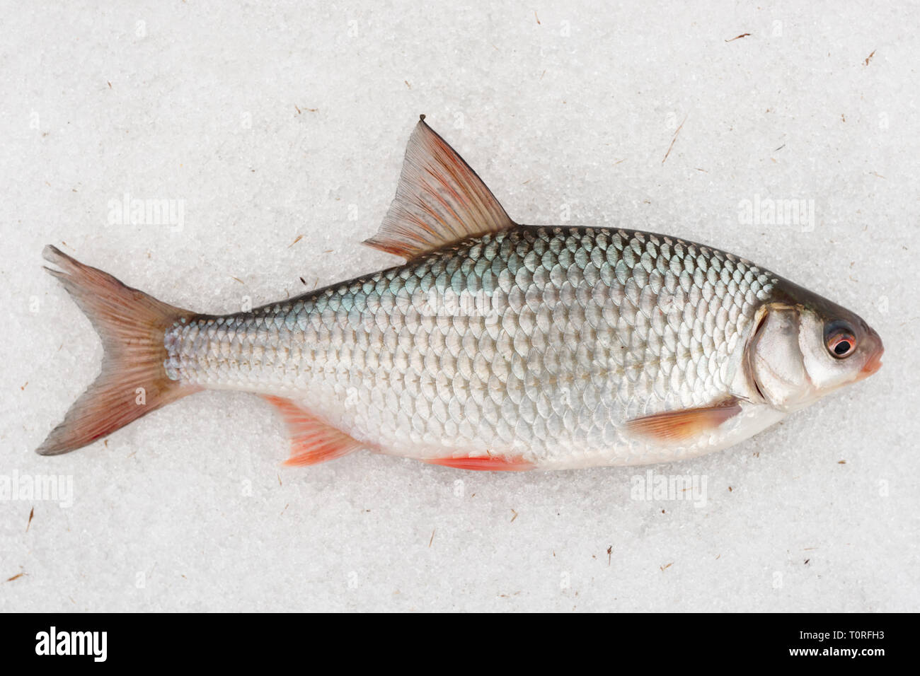 Lying fish hi-res stock photography and images - Alamy