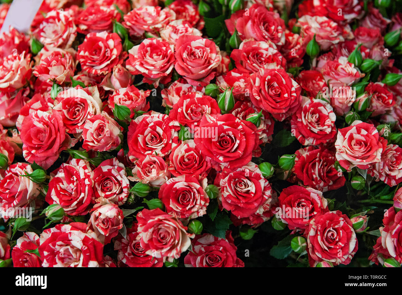 Exotic roses from scarlet red elite modern varieties in the bouquet as ...