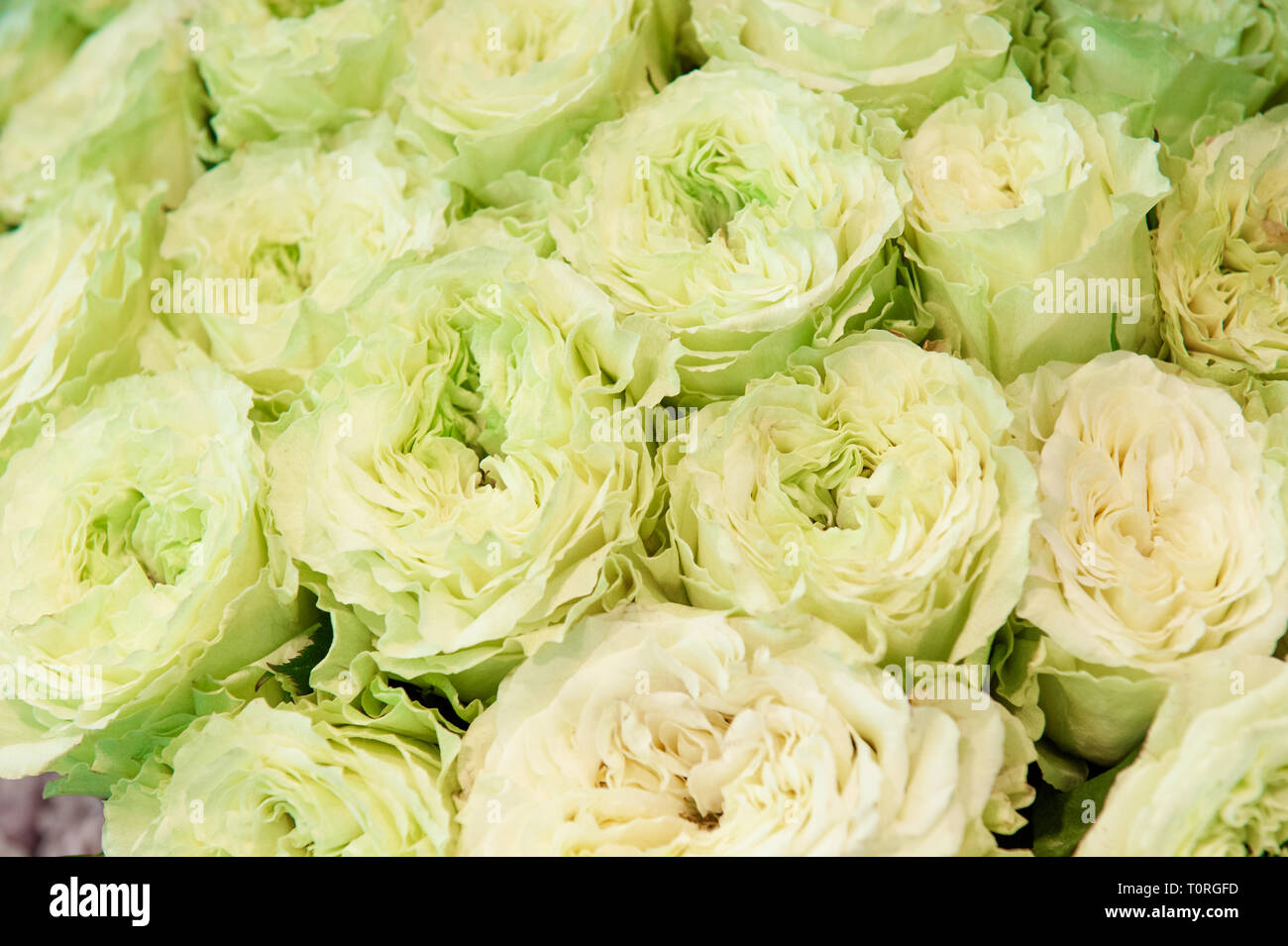 Exotic roses from green-pink elite modern varieties in the bouquet as a ...
