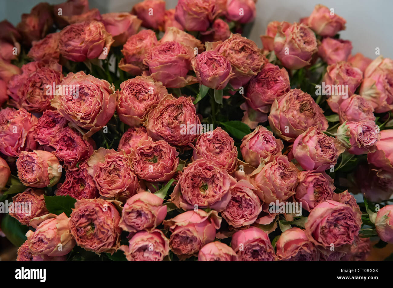 Exotic roses from scarlet red elite modern varieties in the bouquet as ...