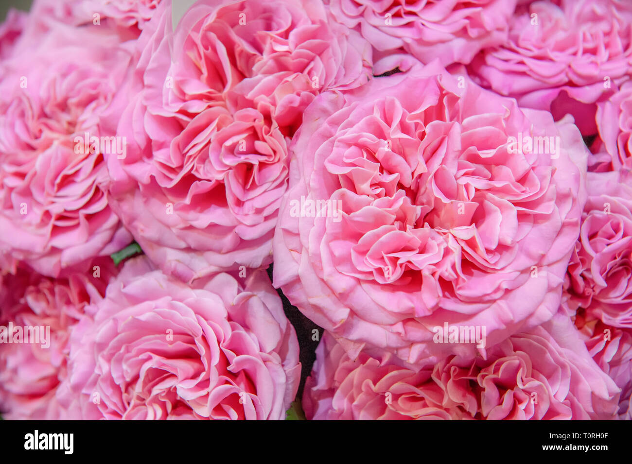 Exotic Roses of pink modern elite varieties in the bouquet as a gift ...