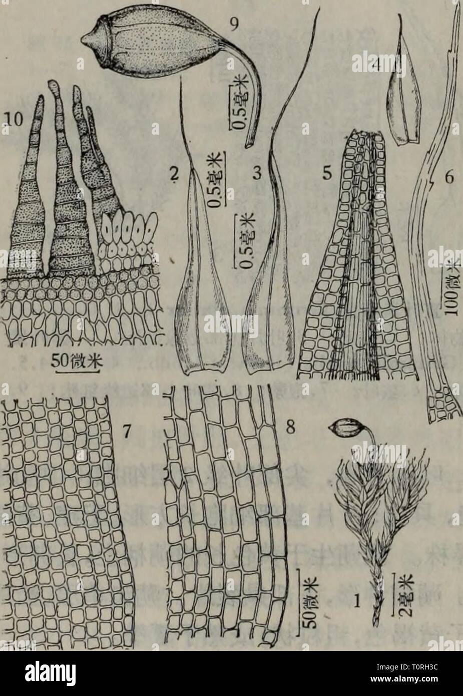 dong bei xian lei zhi Stock Photo - Alamy