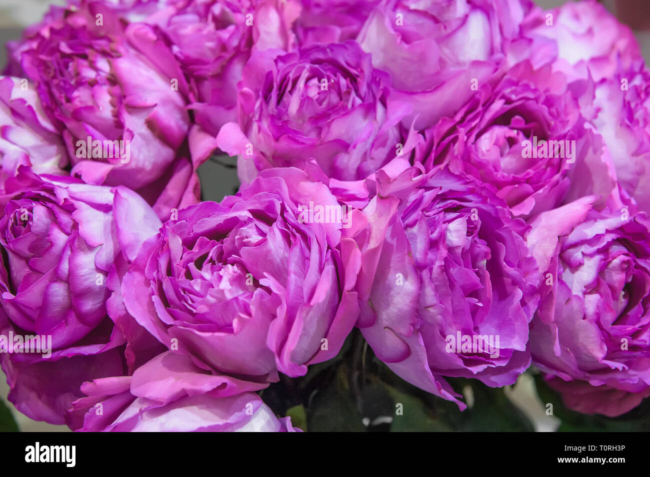 Exotic roses from lilac elite modern varieties in the bouquet as a gift ...