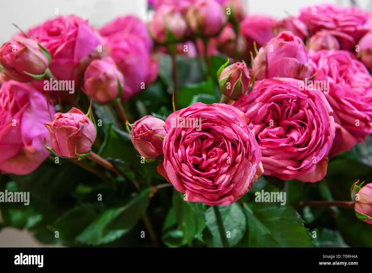 Exotic Roses of pink modern elite varieties in the bouquet as a gift ...