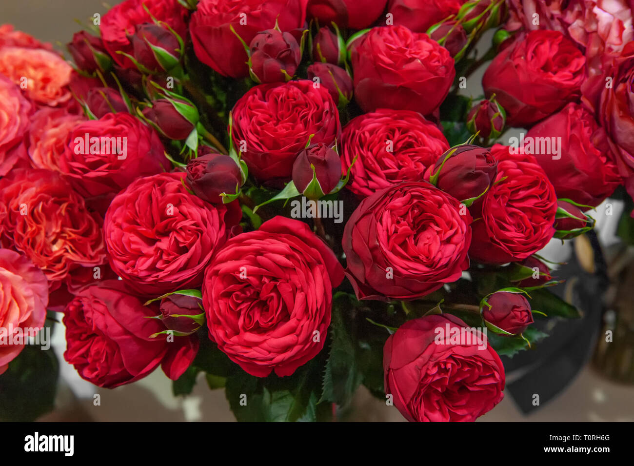 Exotic roses from scarlet red elite modern varieties in the bouquet as ...